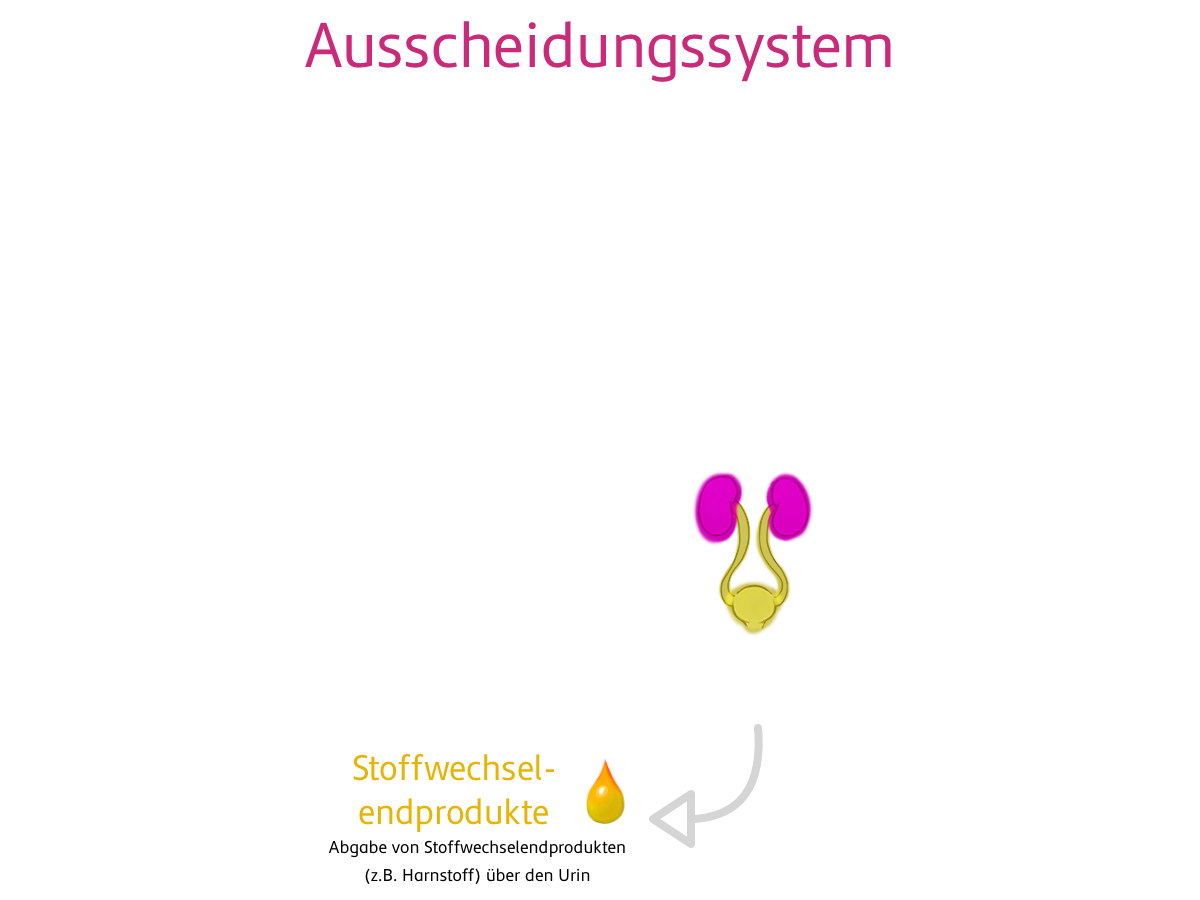 Stoffwechsel | Biologie | SchuBu
