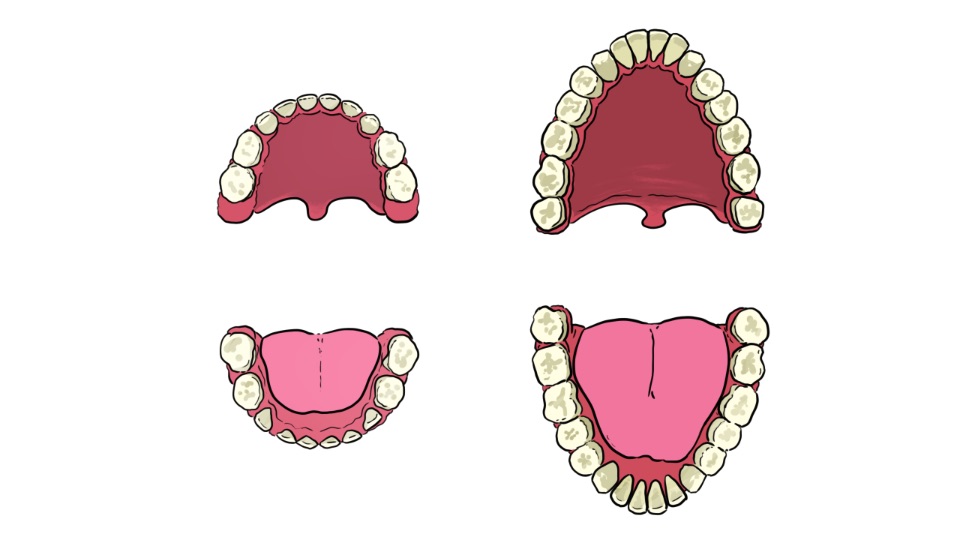 Das Gebiss | Biologie | SchuBu