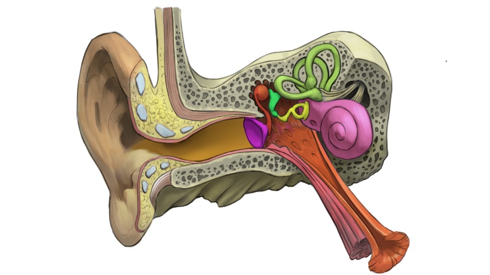 Ohren | Biologie | SchuBu