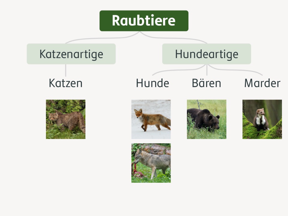 Merkmale der Raubtiere | Biologie | SchuBu