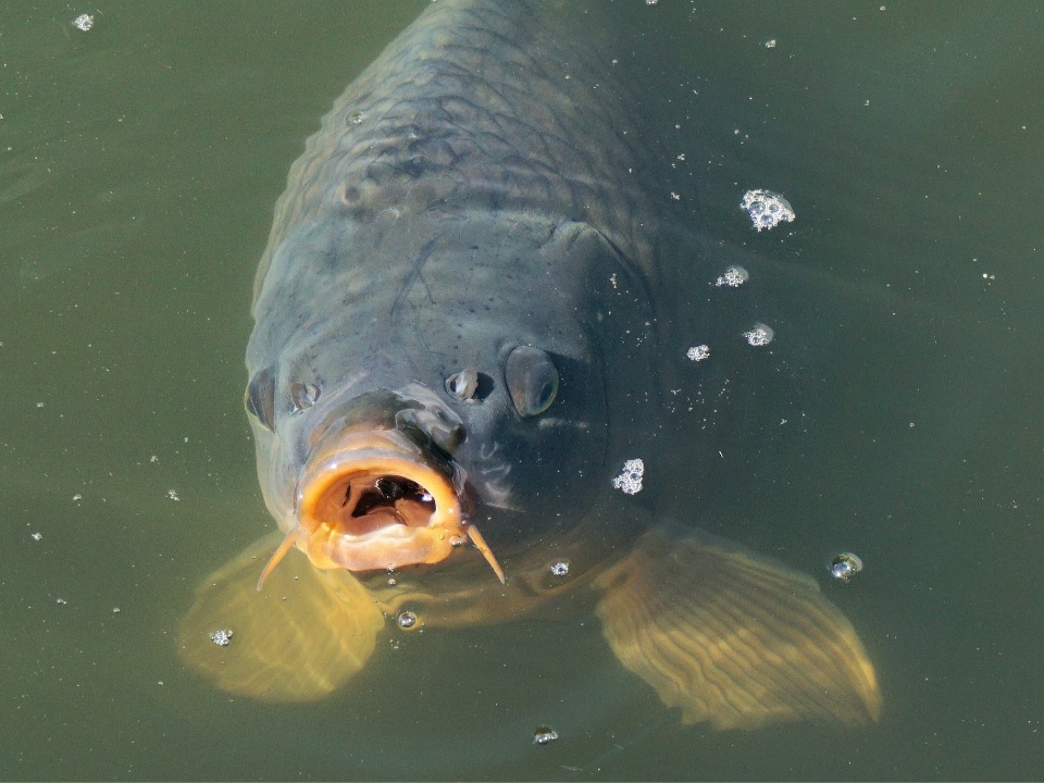 Merkmale der Fische | Biologie | SchuBu