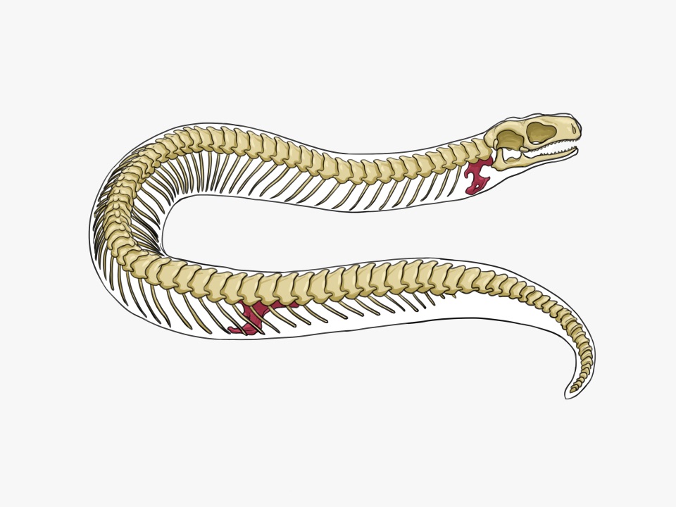 Heimische Reptilien | Biologie | SchuBu