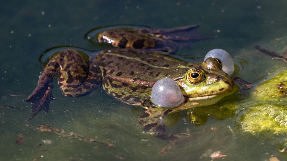 Heimische Amphibien | Biologie | SchuBu