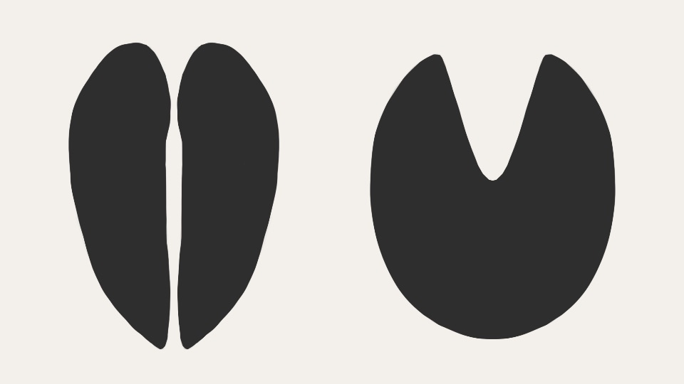 Paarhufer und Unpaarhufer | Biologie | SchuBu