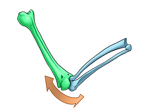 Gelenksuche | Biologie | SchuBu