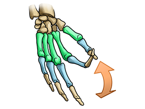 Gelenksuche | Biologie | SchuBu