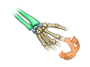 Gelenksuche | Biologie | SchuBu