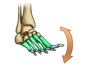 Gelenksuche | Biologie | SchuBu