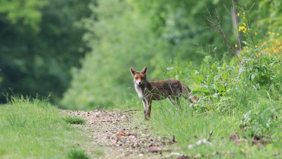 Was ist Ökologie? | Biologie | SchuBu