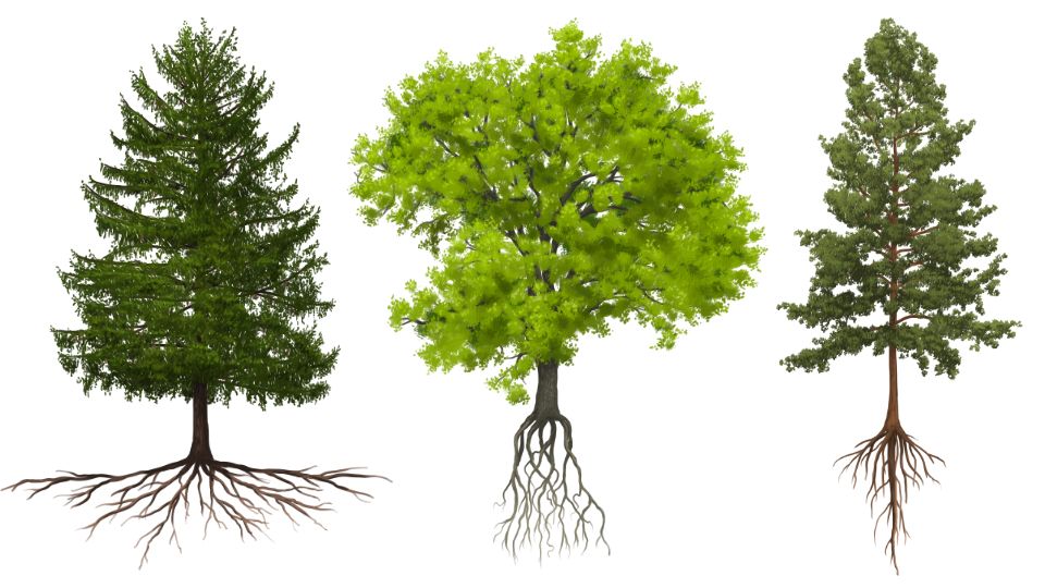 Bäume im Wald | Biologie | SchuBu