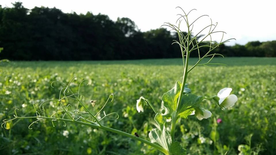 Pflanzenorgane von Samenpflanzen | Biologie | SchuBu