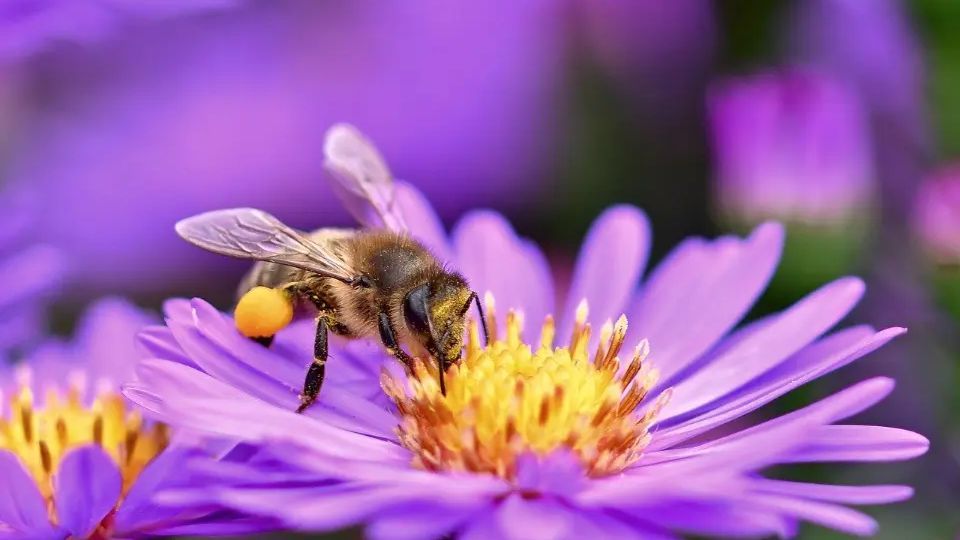 Vermehrung von Samenpflanzen | Biologie | SchuBu